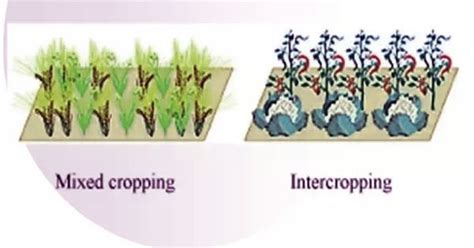 Difference Between Mixed Cropping And Intercropping