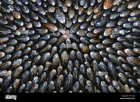 Mussel-Eclade-Food and Drink Stock Photo - Alamy