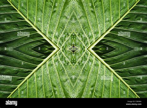 Close Up Of Vein Patterns In Leaves Gold Coast Queensland Australia Stock Photo Alamy