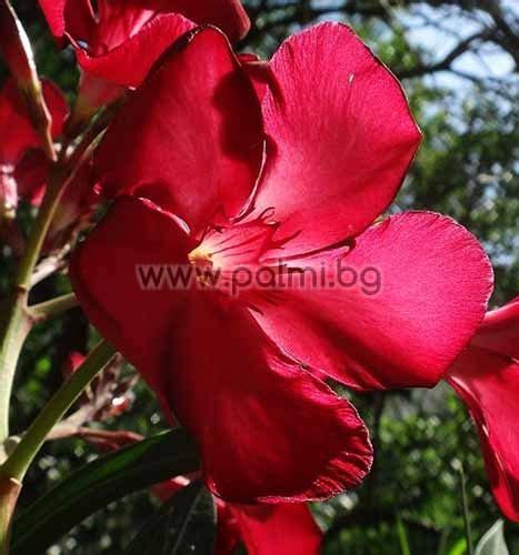 Nerium Oleander Hardy Red Oleander Red Cold Hardy