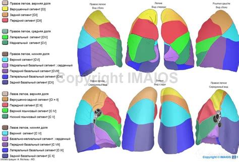 Pin By Ri Nga On Кузница здоровья Broncho Segmentation Pulmonary