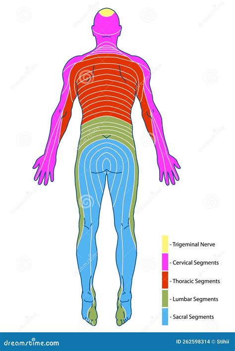 Board 2 Dermatomes And Cutaneous Nerve Territories Posterior Royalty Free Stock Image