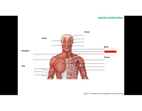 Figure 13 1 Patterns Of Fascicle Arrangement In Muscles Diagram Quizlet