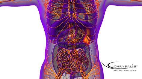 Lymphatic Circulation Flow Chart