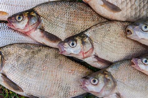 일반적인 도미 물고기 더미 십자가 물고기 바퀴벌레 물고기 0명에 대한 스톡 사진 및 기타 이미지 0명 민물 사진 이미지 Istock