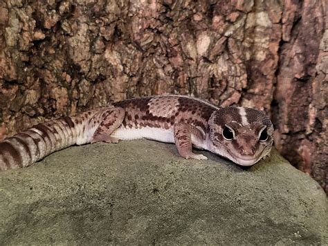 African Fat Tailed Gecko Breeding Behavior Fat Tailed Geckos