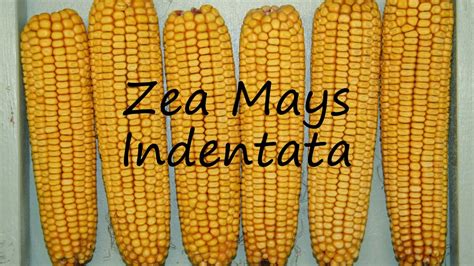 Morfologi Tanaman Jagung Ciri Ciri Jagung Akar Daun Bunga Batang