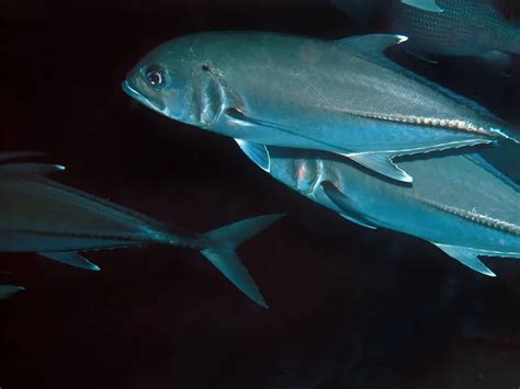 Peixe Barracuda Stock Photos Royalty Free Peixe Barracuda Images Depositphotos