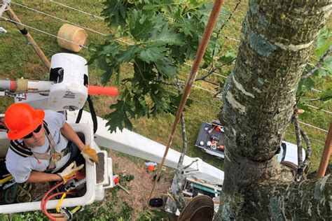 Tree Trimming City Of Nixa MO