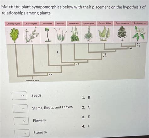 Solved Match The Plant Synapomorphies Below With Their