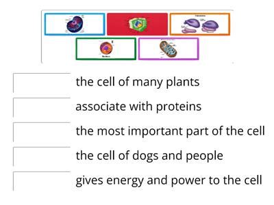 Cell Structure Match Teaching Resources