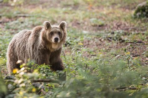 Intervista A Luigi Boitani Come Gestire La Fauna Problematica