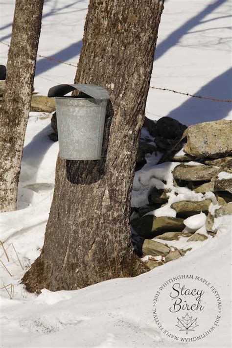 Sap Bucket Corse Maple Farm