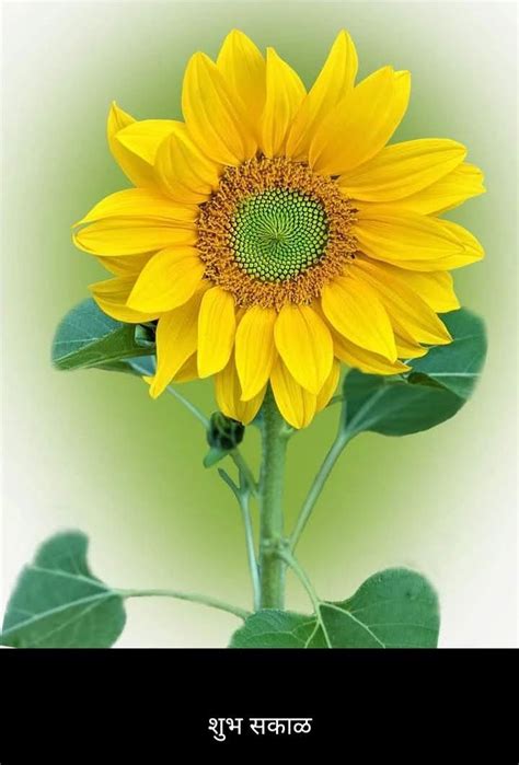 Jitendra Gosavi On Linkedin It Is A Very Beautiful Flower