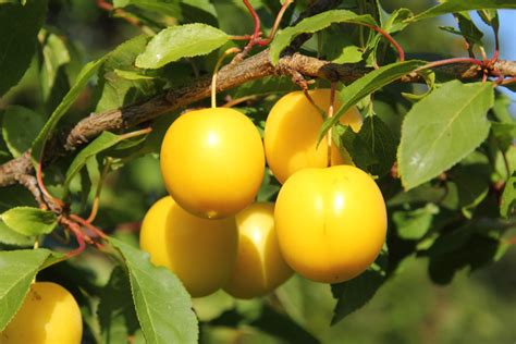 How To Prune Mirabelle Plum Trees A Complete Guide