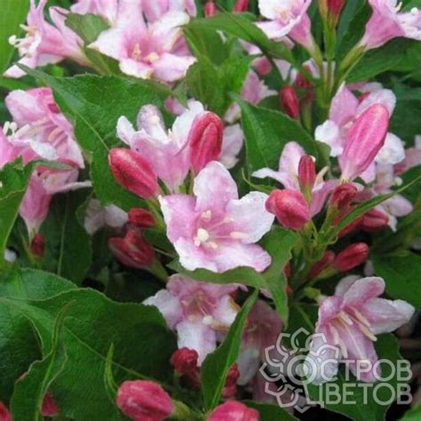 Вейгела Пинк Принцесс | Купить саженцы Weigela Pink Princess почтой ...