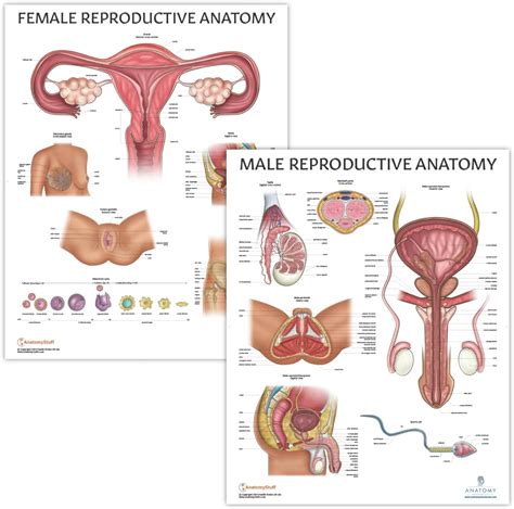 Anatomy Lab Male And Female Reproductive System Nepal Ubuy