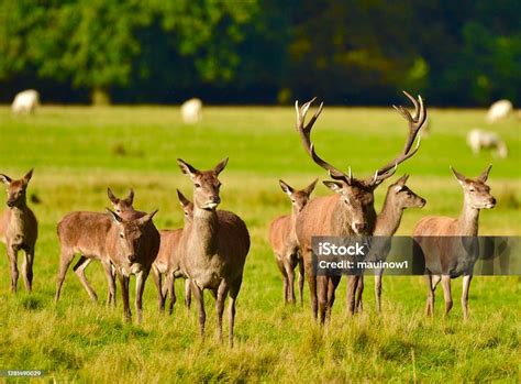 Rusa Merah Eropa Foto Stok Unduh Gambar Sekarang Alam Britania