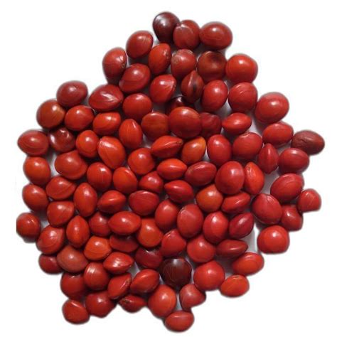 Red Abrus Precatorius Seeds Packaging Type Loose At ₹ 1000kg In Akola