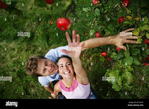 Couple Under An Apple Tree Woman Reaching For An Apple Styria Austria Stock Photo Alamy