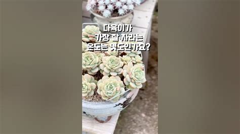 다육이가 가장 예쁘게 크는 온도 알려드려요 Youtube