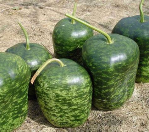 Big Apple Gourd Seeds 5 Seeds Etsy