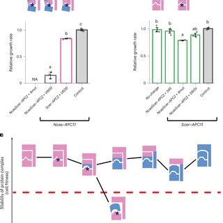 APC C And Its Homologue SCF Exhibit Different Evolutionary Download Scientific Diagram