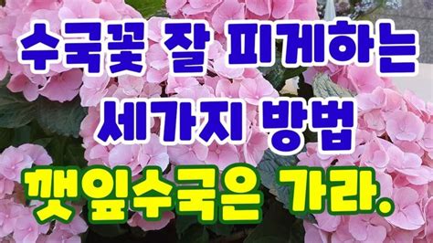 수국꽃 피우는 세가지 방법 깻잎 수국이 되지않게 하려면