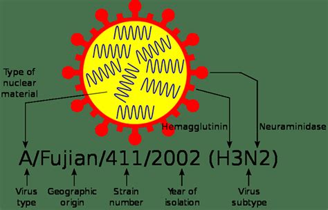 Apa Perbedaan Antara H1n1 Dan H3n2 Prodiffs
