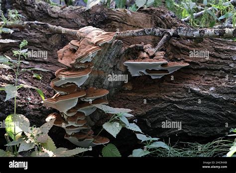 Ganoderma Lipsiense Also Called Ganoderma Applanatum Known As Artist