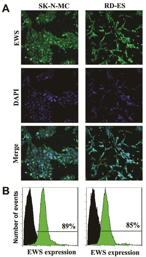 Detection And Determination Of Expression Of Ews In Human Ewings Download Scientific Diagram