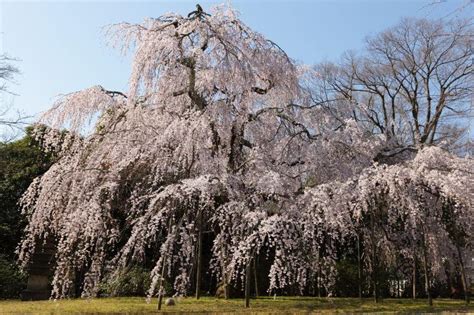 日本樱花树图片 一棵漂亮的樱花树素材 高清图片 摄影照片 寻图免费打包下载