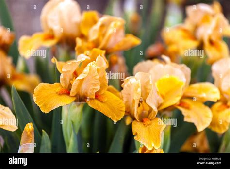 Standard Dwarf Bearded Iris Barbata Nana Iris Orange Tiger Flower Stock Photo Alamy