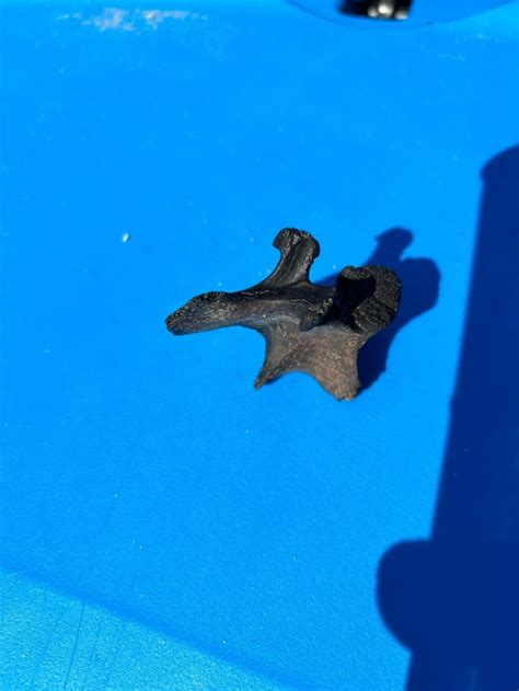 Fossil Identification R Fossilhunting