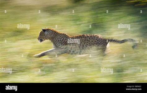 Adult Male Leopard Running Fast Through Green Grass Backlit South Africa Stock Photo Alamy