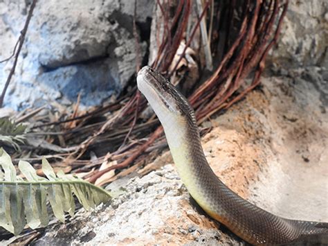 Water Python Wildlife Mountain Australia