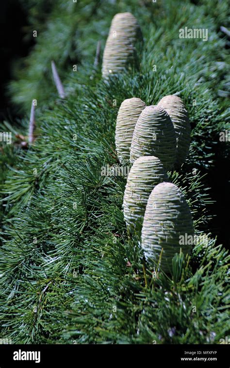 Cones On A Tree Stock Photo Alamy