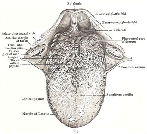 Sulcus Terminalis Tongue