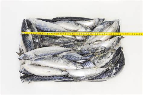 Скумбрия, н/р, с/м, 2 блока, 300-500 гр/шт, карт., 25 кг (FO 181)