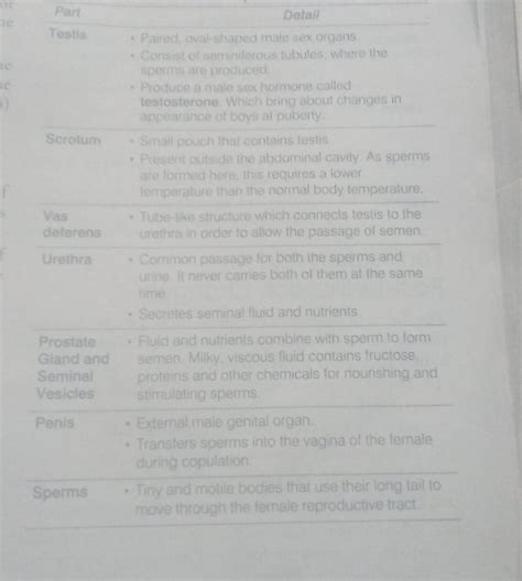 Testis Paired Oval Shaped Male Sex Organs Consist Of Seminilerous Fu