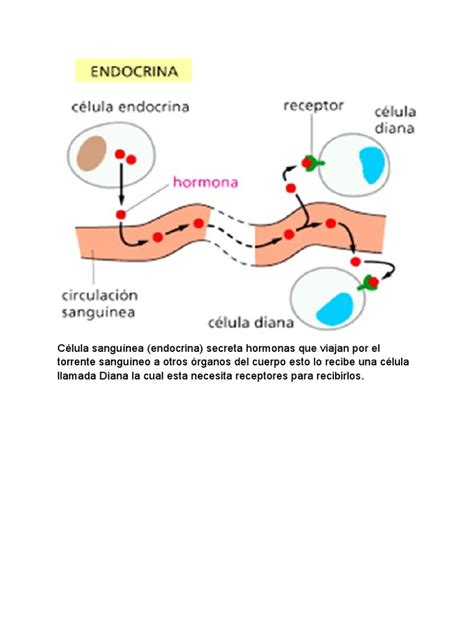 Célula Diana Pdf