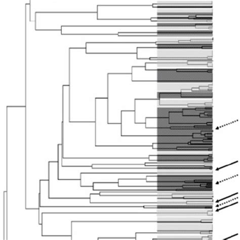 Dendrogram Based On Random Amplified Polymorphic DNA Profiles Showing Download Scientific