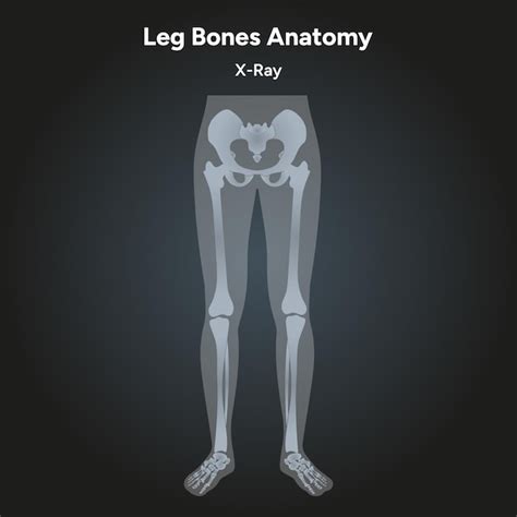 Premium Vector Leg Bones Anatomy Xray