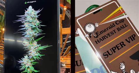 Emerald Cup 2022 An Opinion By Our Cannabis Reporter Nikki Norris