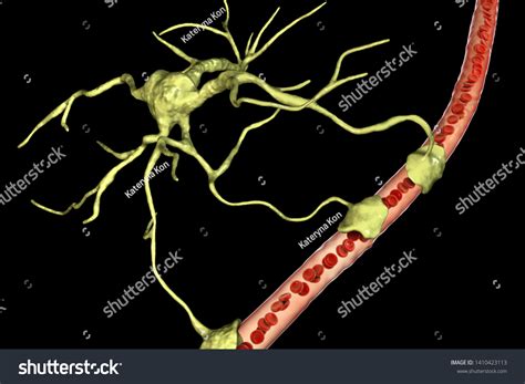 Astrocyte Blood Vessel d Illustration Astrocytes 스톡 일러스트 Shutterstock