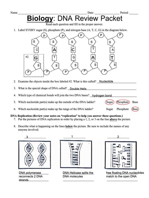 Dna Review Packet Download Free Pdf Translation Biology Dna Worksheets Library