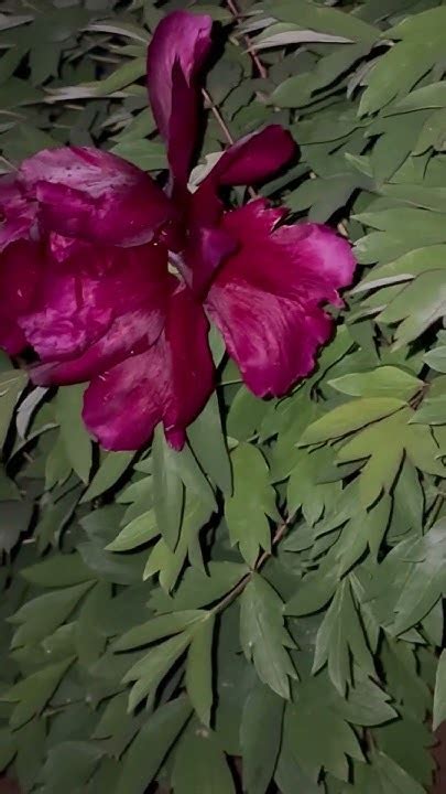 고추를 심고 물을 주는 방법이라합니다🌲🌲🌲🌲🌲🌲이런 방법은 처음 보았네요 아마도 각 지역 마다마다 작물들을 심는 방식은 다른것 같습니다 Youtube