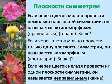 Формула цветка - презентация онлайн