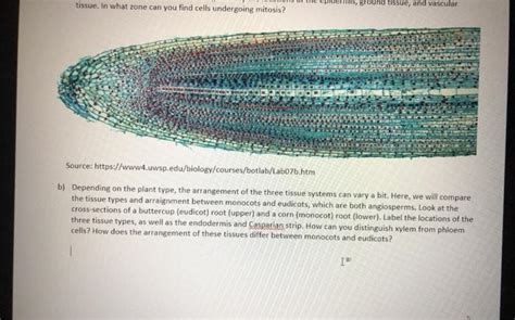 A Below Is An Image Of A Root In Longitudinal