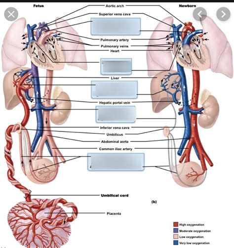 Fetal Circulation Diagram Quizlet